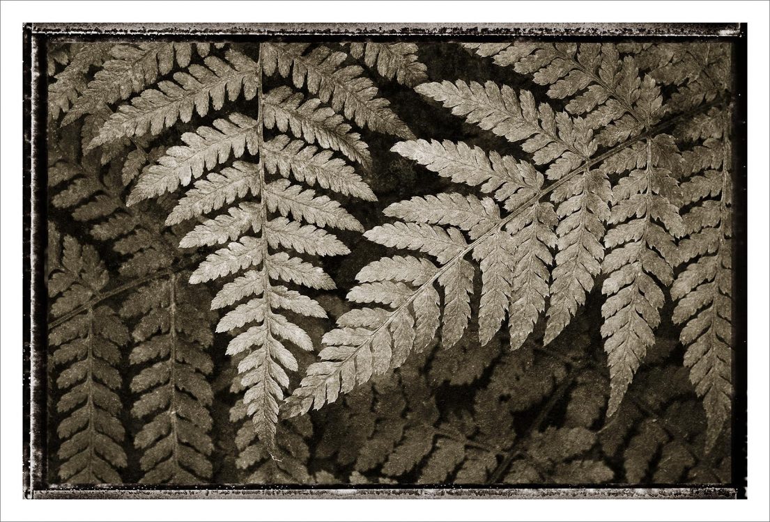 Lady Fern - Alan Crowe Photography