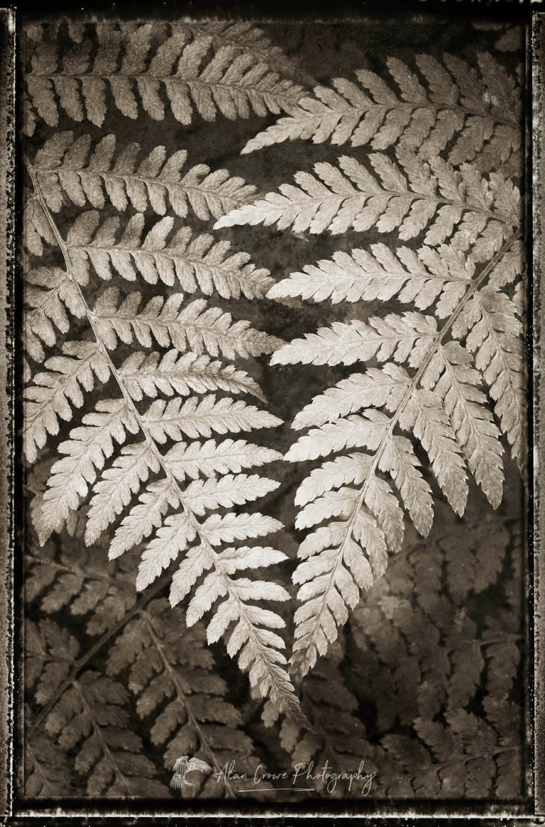 Lady Fern - Alan Crowe Photography