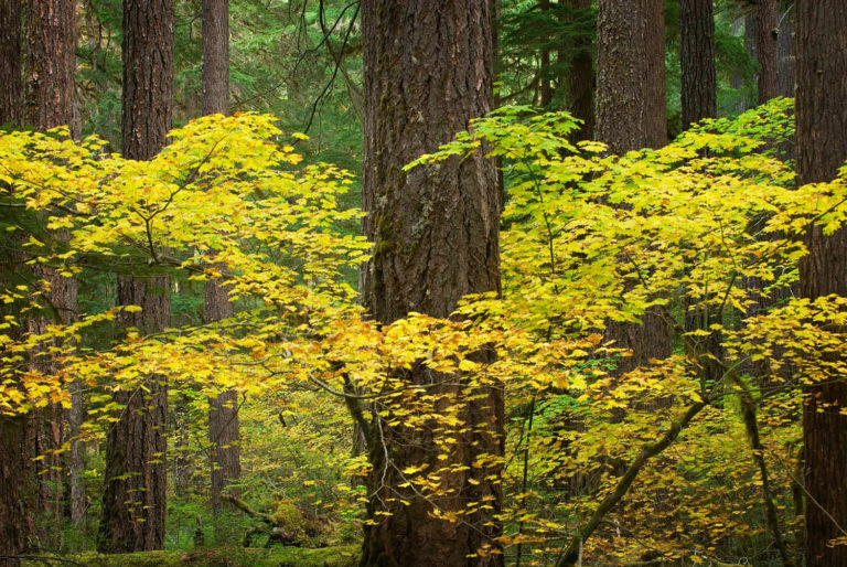 Vine Maples Oregon - Alan Crowe Photography