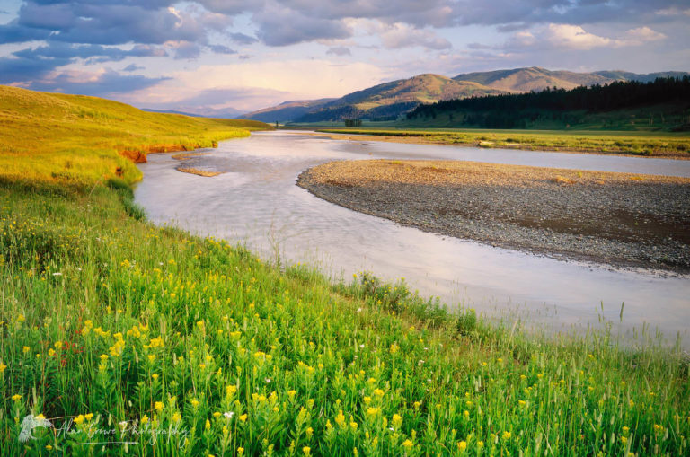 Lamar Valley Yellowstone National Park - Alan Crowe Photography