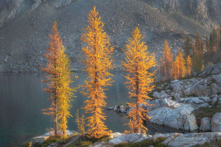 Subalpine Larches North Cascades - Alan Crowe Photography